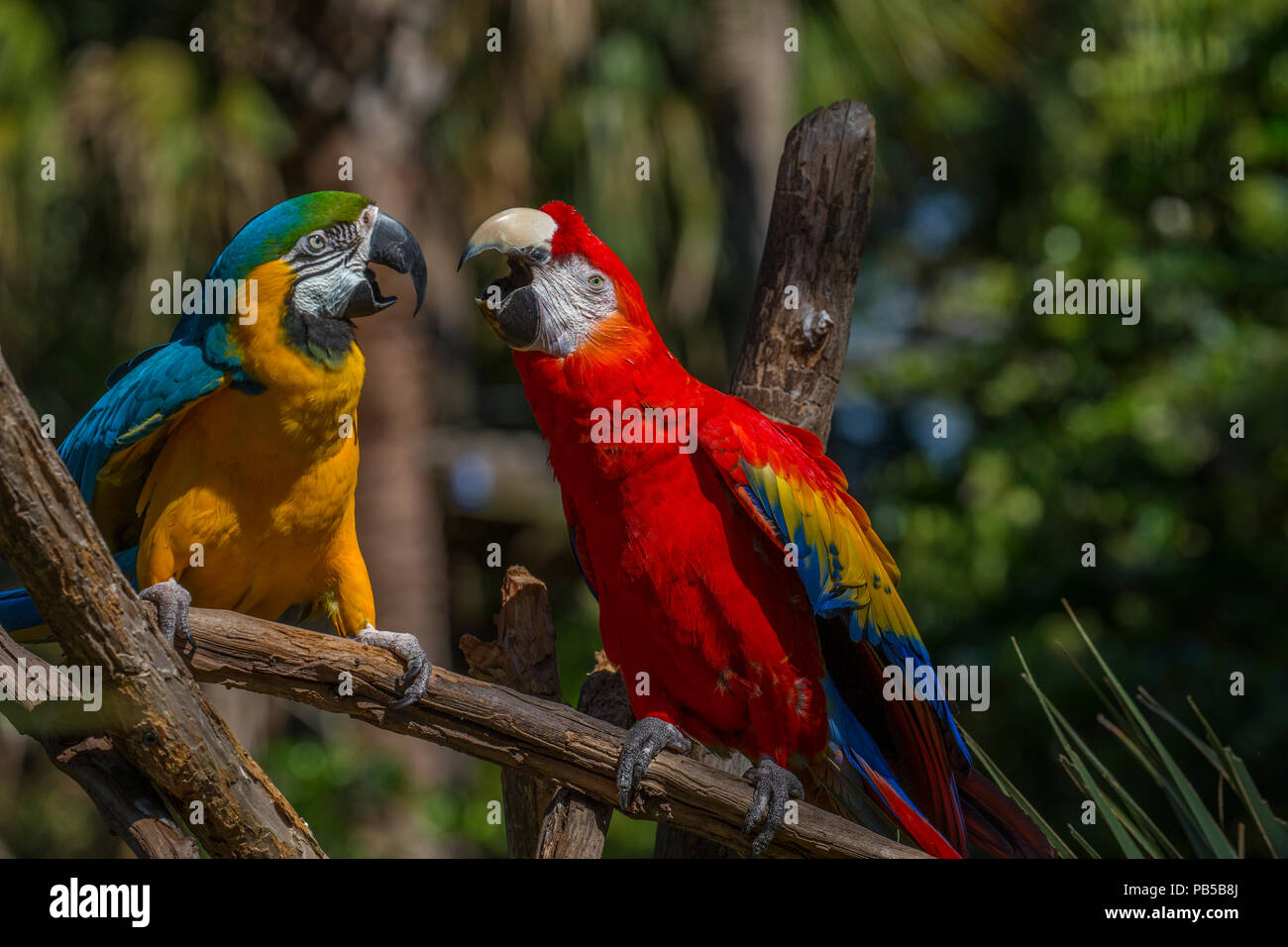 Pair of Macaws tropical birds in St. Augustine Alligator Farm ...