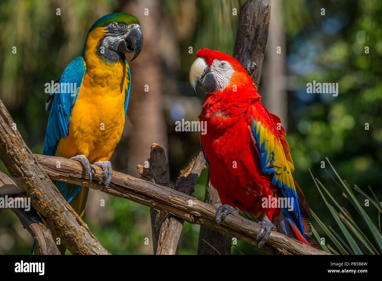 Pair of Macaws tropical birds in St. Augustine Alligator Farm ...