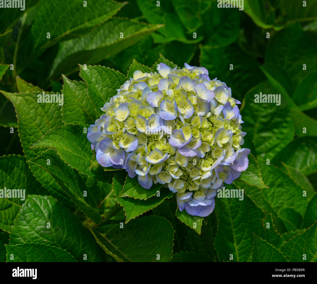 Hydrangea flower (Hydrangea macrophylla) at sunny day in a garden Stock ...