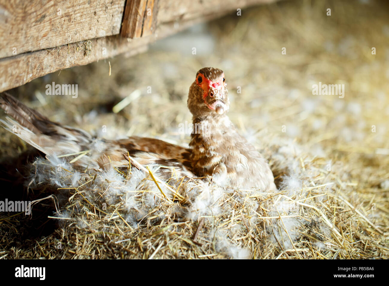 Musky duck on a traditional poultry farm Stock Photo - Alamy