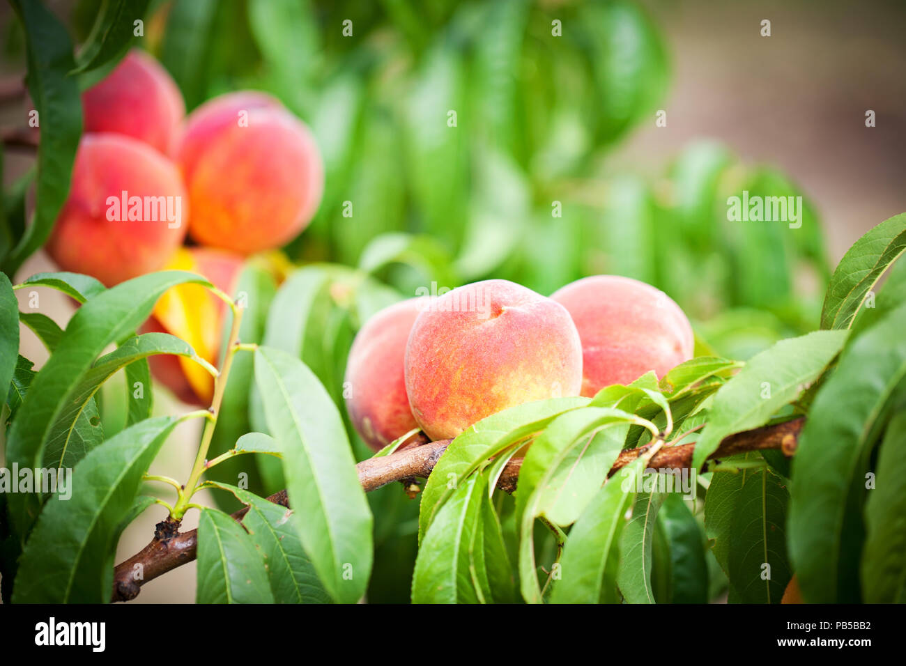Peach tree with fruits growing in the garden. Peach orchard Stock Photo ...
