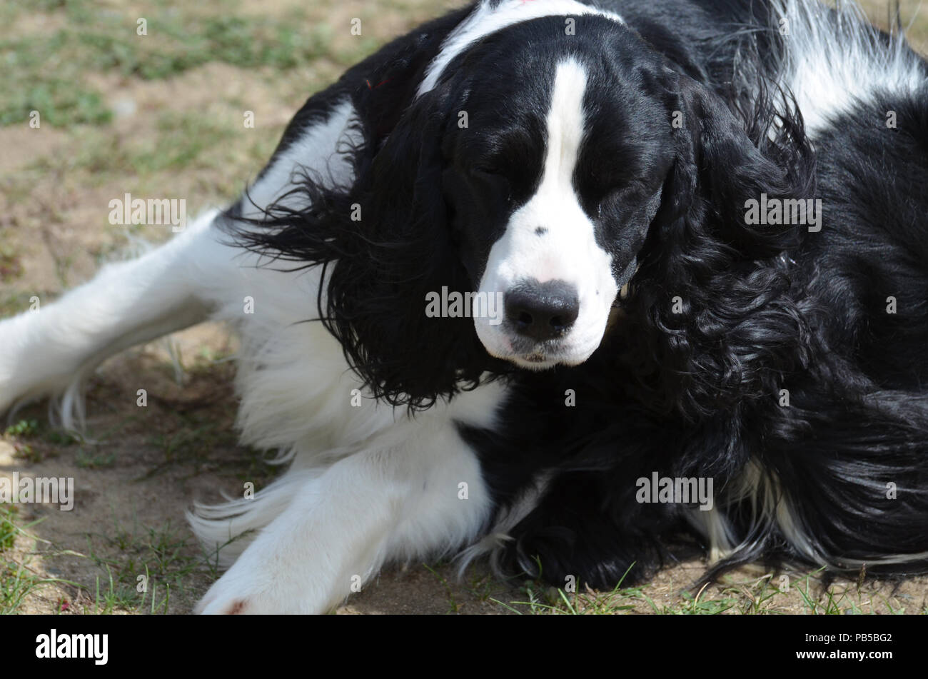 Sweet black and white springer spaniel puppy dog Stock Photo - Alamy