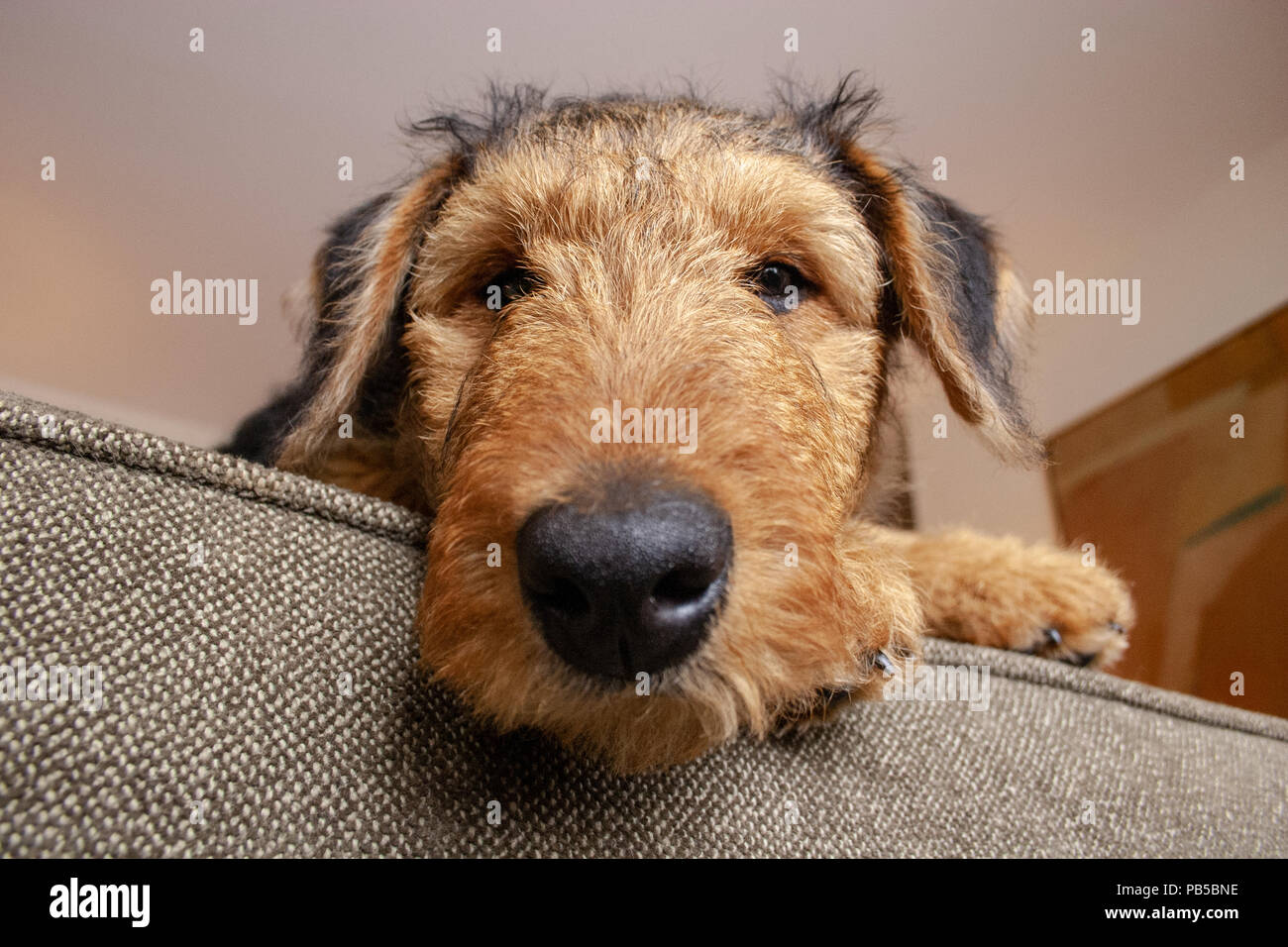 Baby airedale terrier hi-res stock photography and images - Alamy