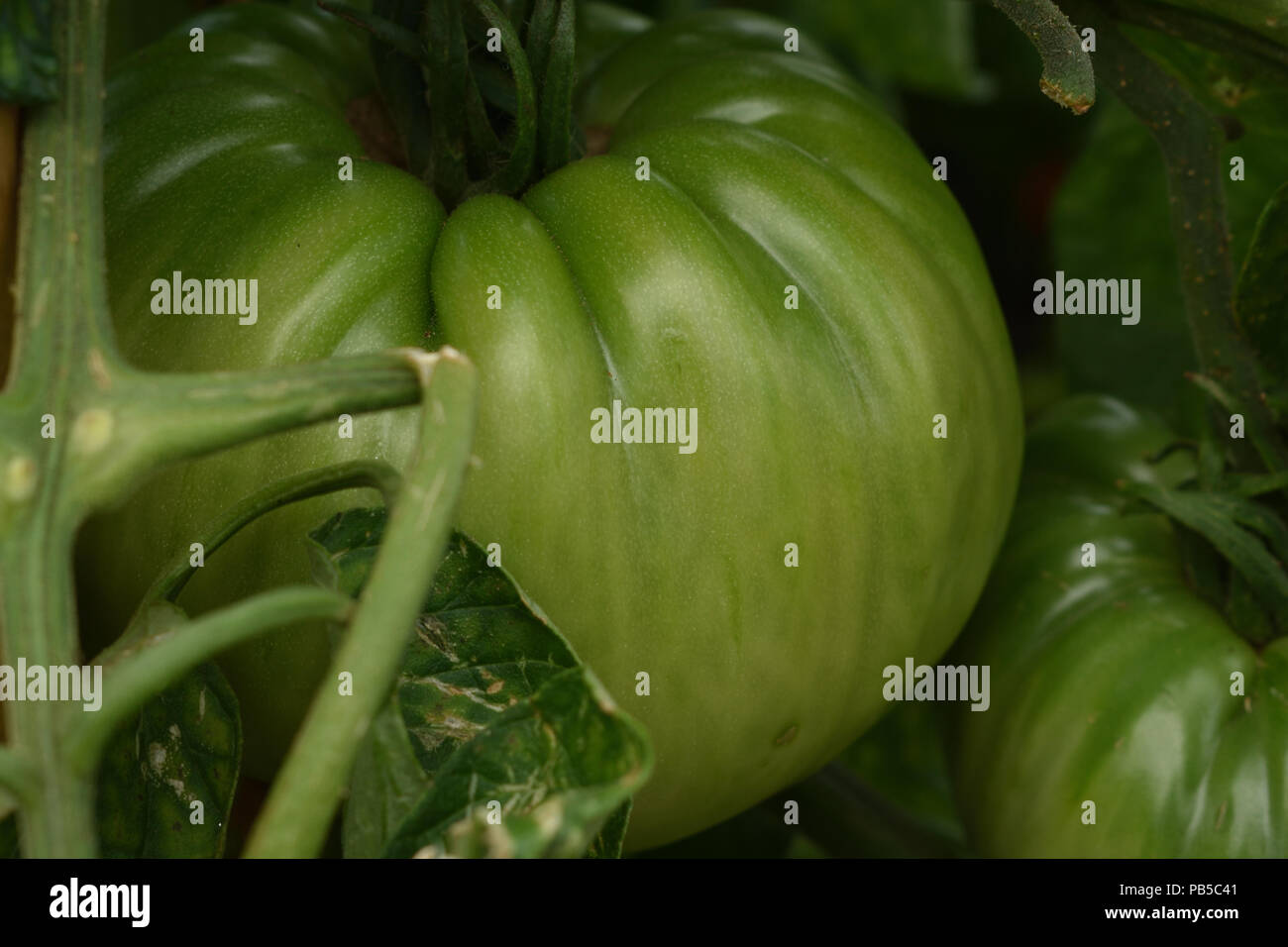 Tomato on the vine Stock Photo - Alamy