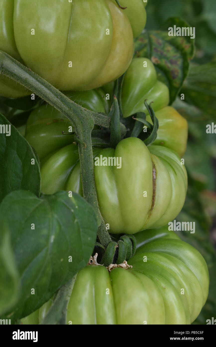 Tomato horticulture hi-res stock photography and images - Alamy