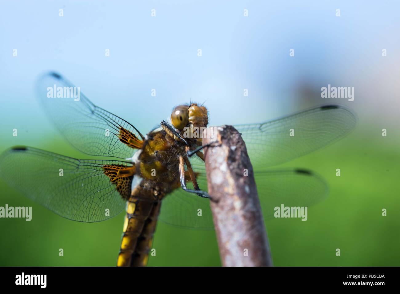 Vier gelb hi-res stock photography and images - Alamy