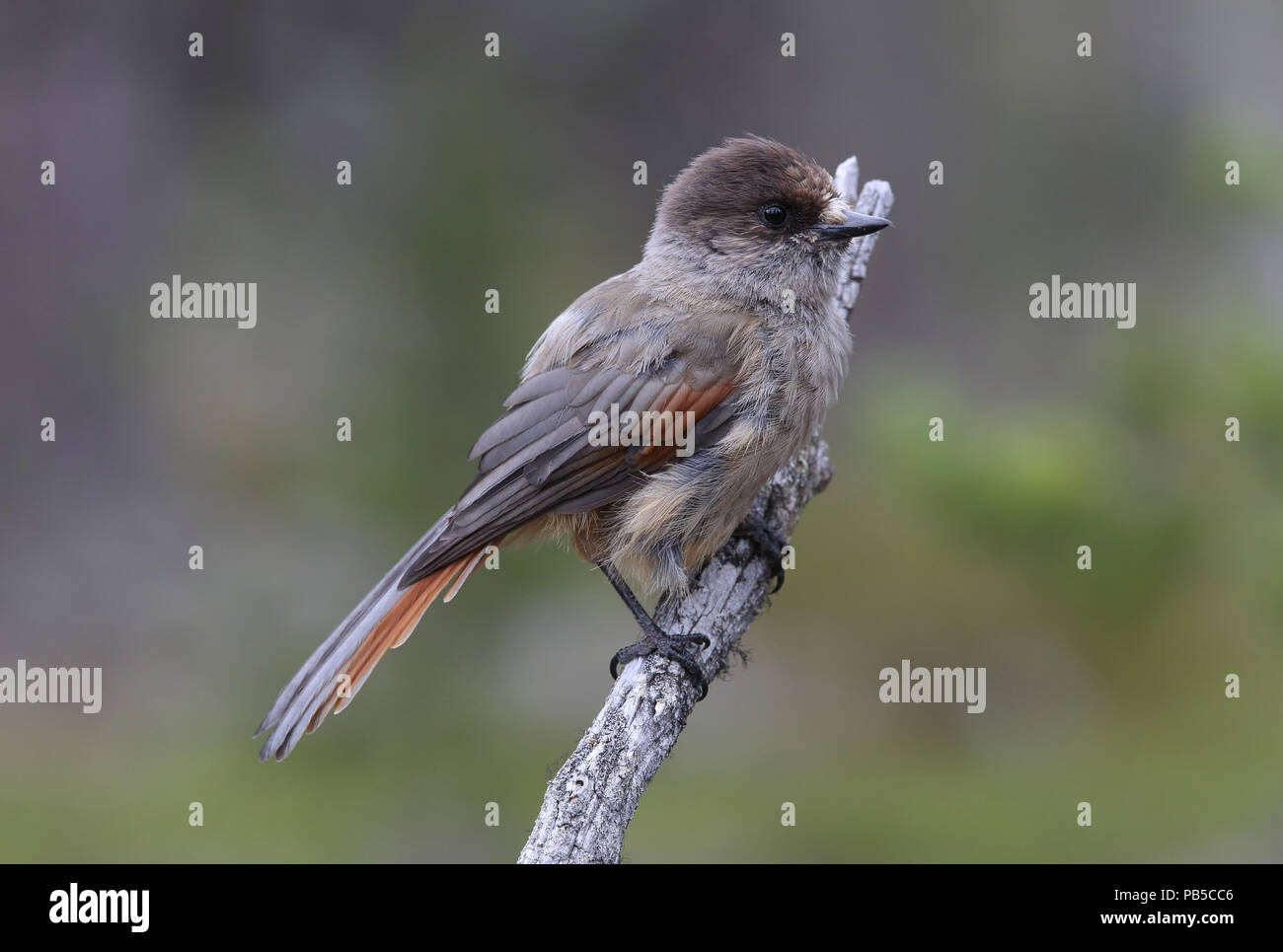 Siberian jay, Perisoreus infaustus Stock Photo - Alamy