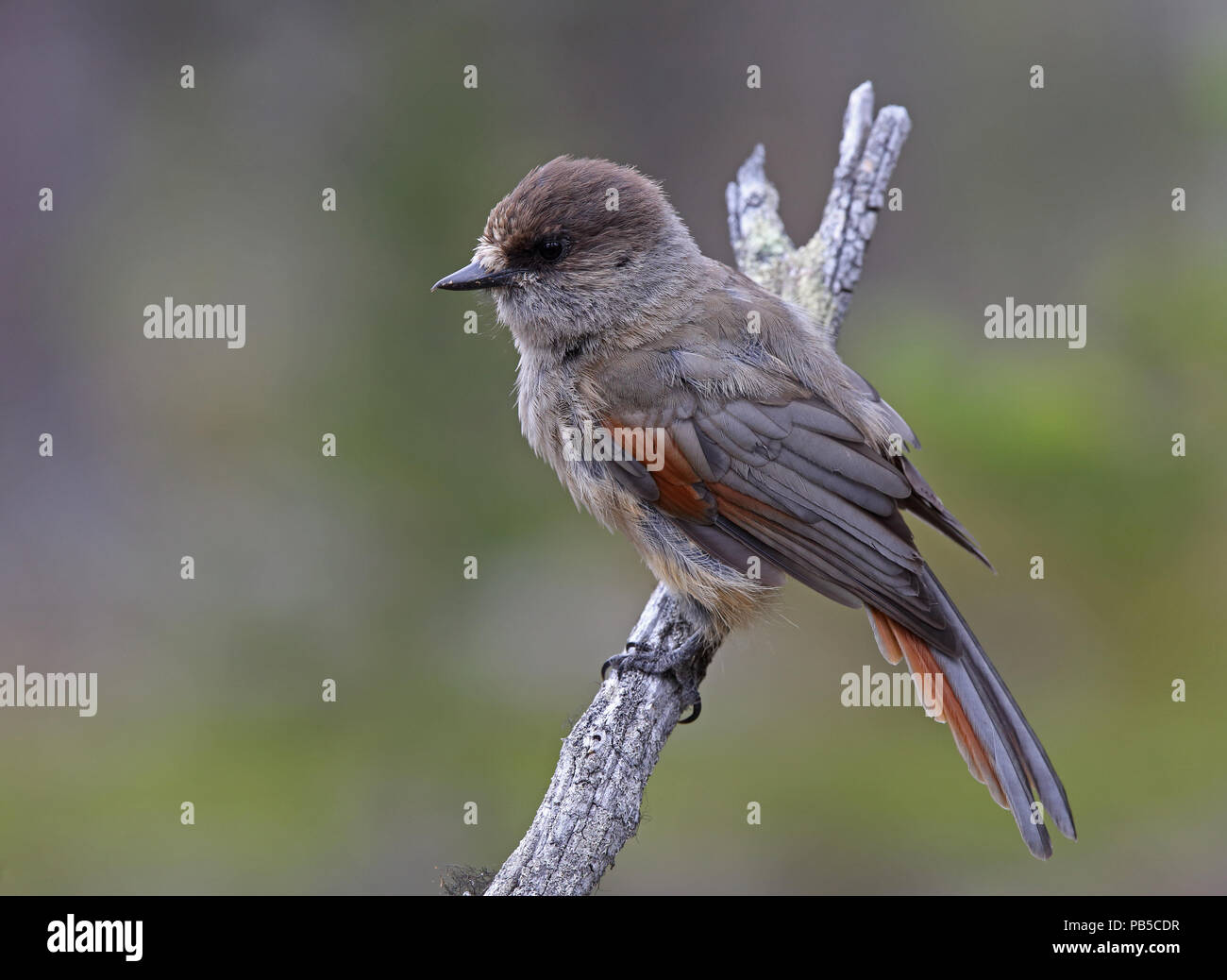 Siberian jay, Perisoreus infaustus Stock Photo - Alamy