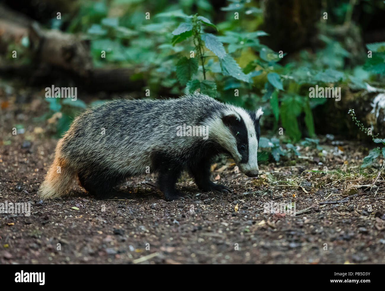 Badgers in the wild hi-res stock photography and images - Alamy