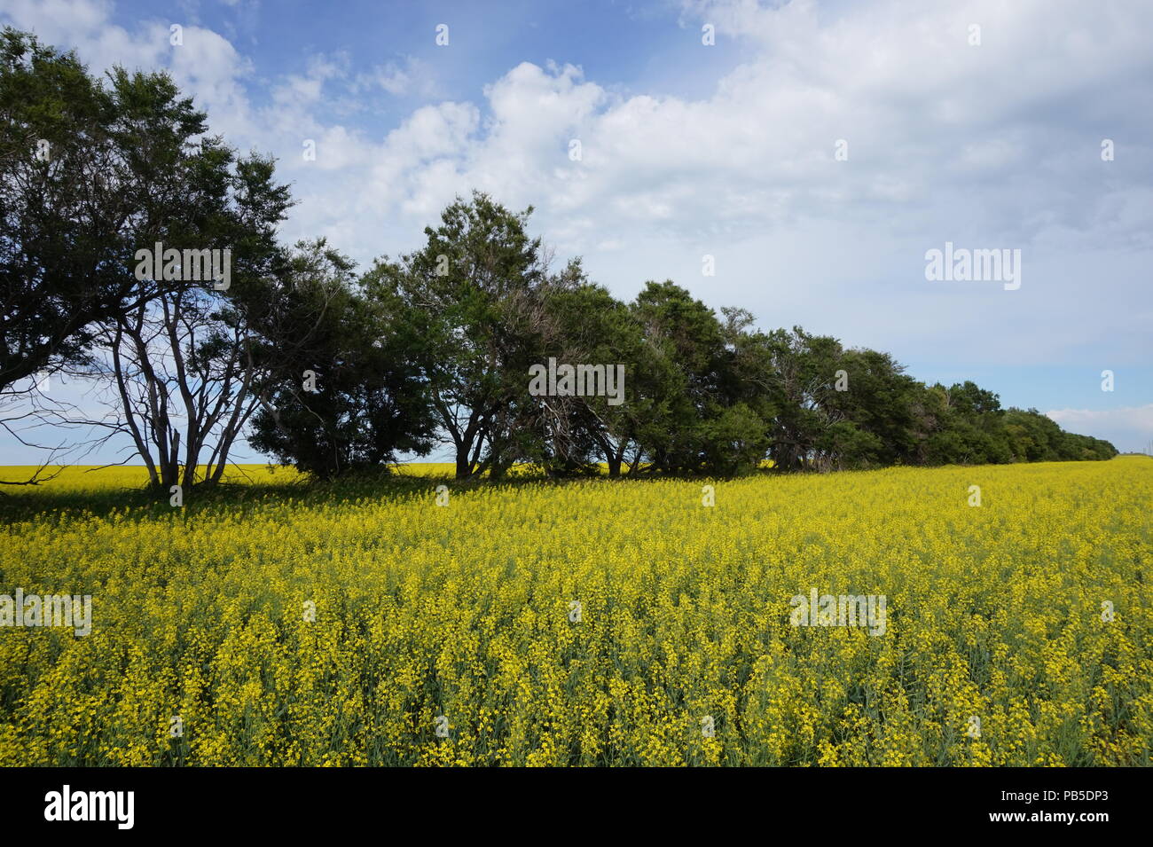Golden canola hi-res stock photography and images - Alamy