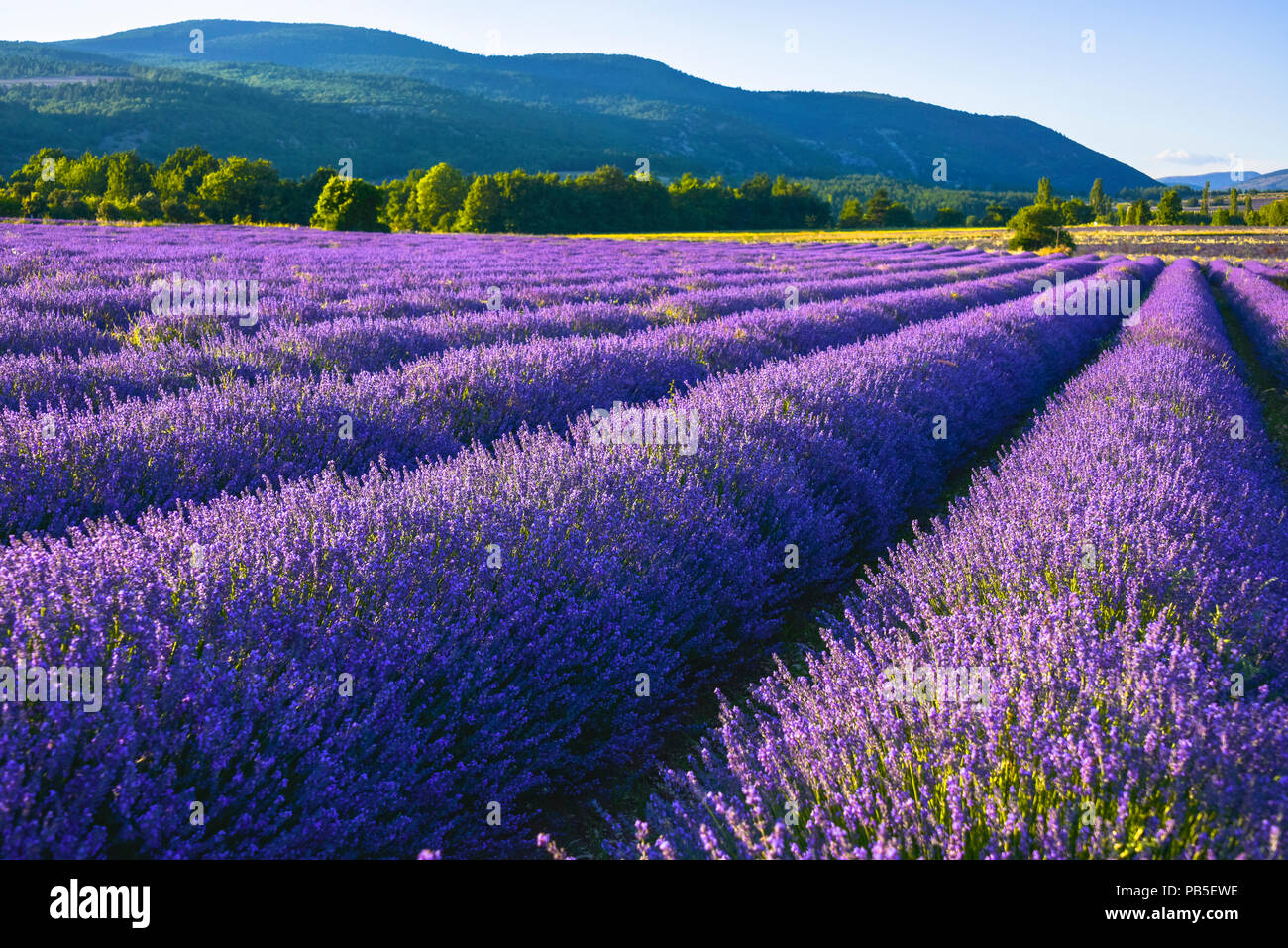 lavender field with sunset light near Sault, Provence, France, high ...