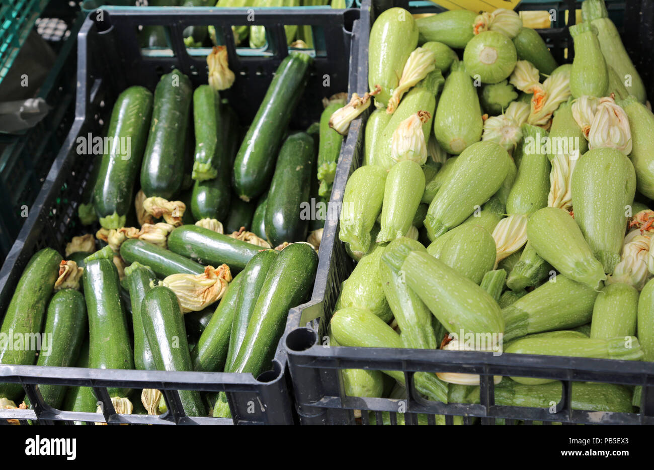 boxes full of green zucchini for sale at vegetable market Stock Photo ...