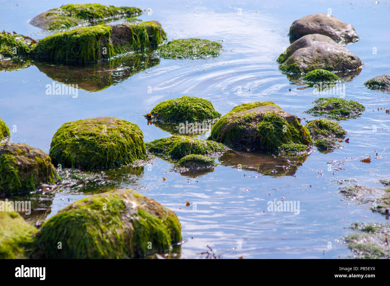 Rock Pools Covered in Seaweed Left by the Outgoing Tide at Robin Hoods ...