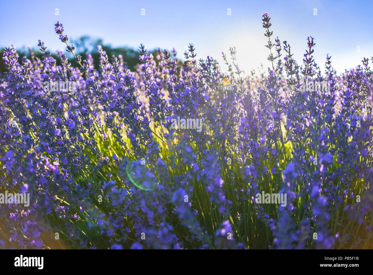 Sunlight france field hi-res stock photography and images - Alamy