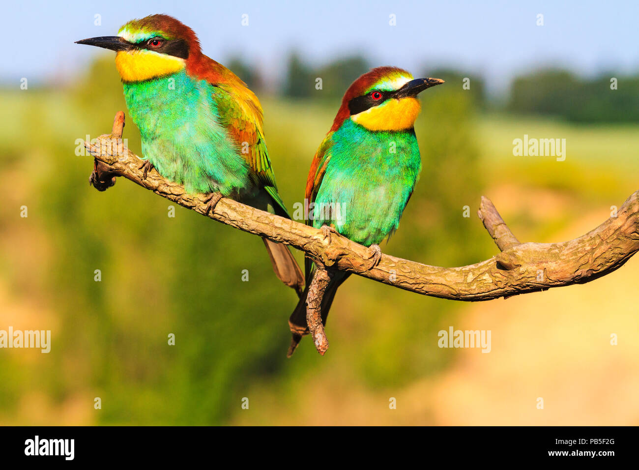 Couple resting on summer exotic hi-res stock photography and images - Alamy