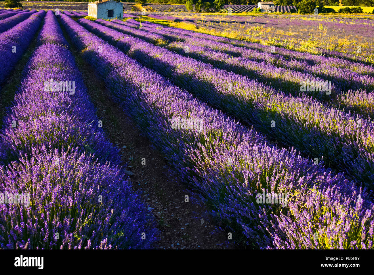 lavender field with rows from above, Sault, Provence, France Stock ...