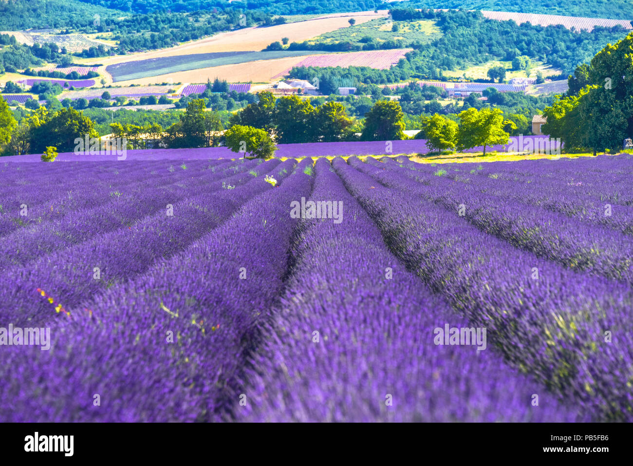 large lavender field of the Provence with trees and hillscape, France ...