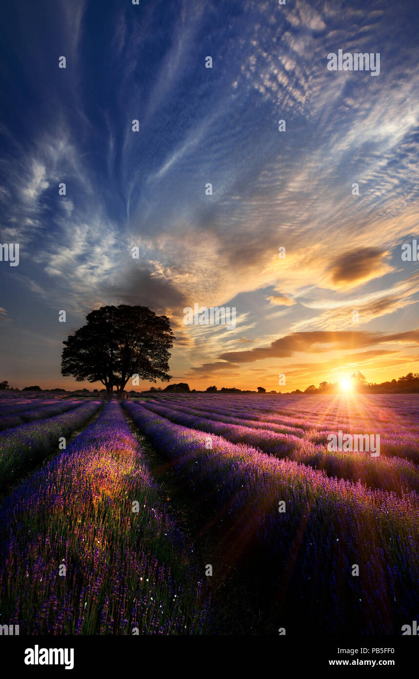 Woodmansterne surrey hi-res stock photography and images - Alamy