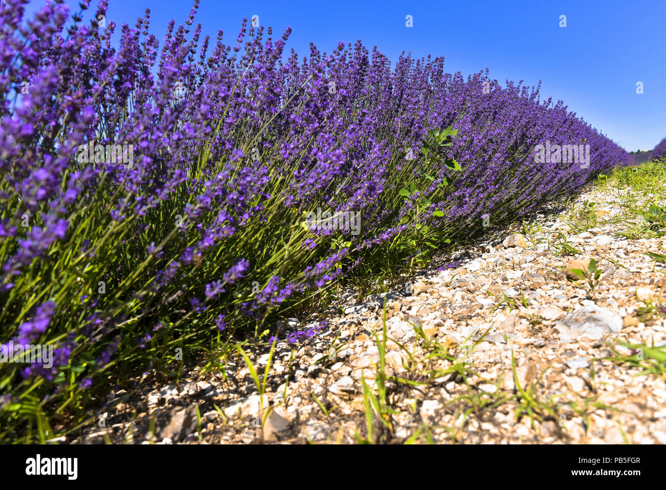 Lavender row hi-res stock photography and images - Alamy