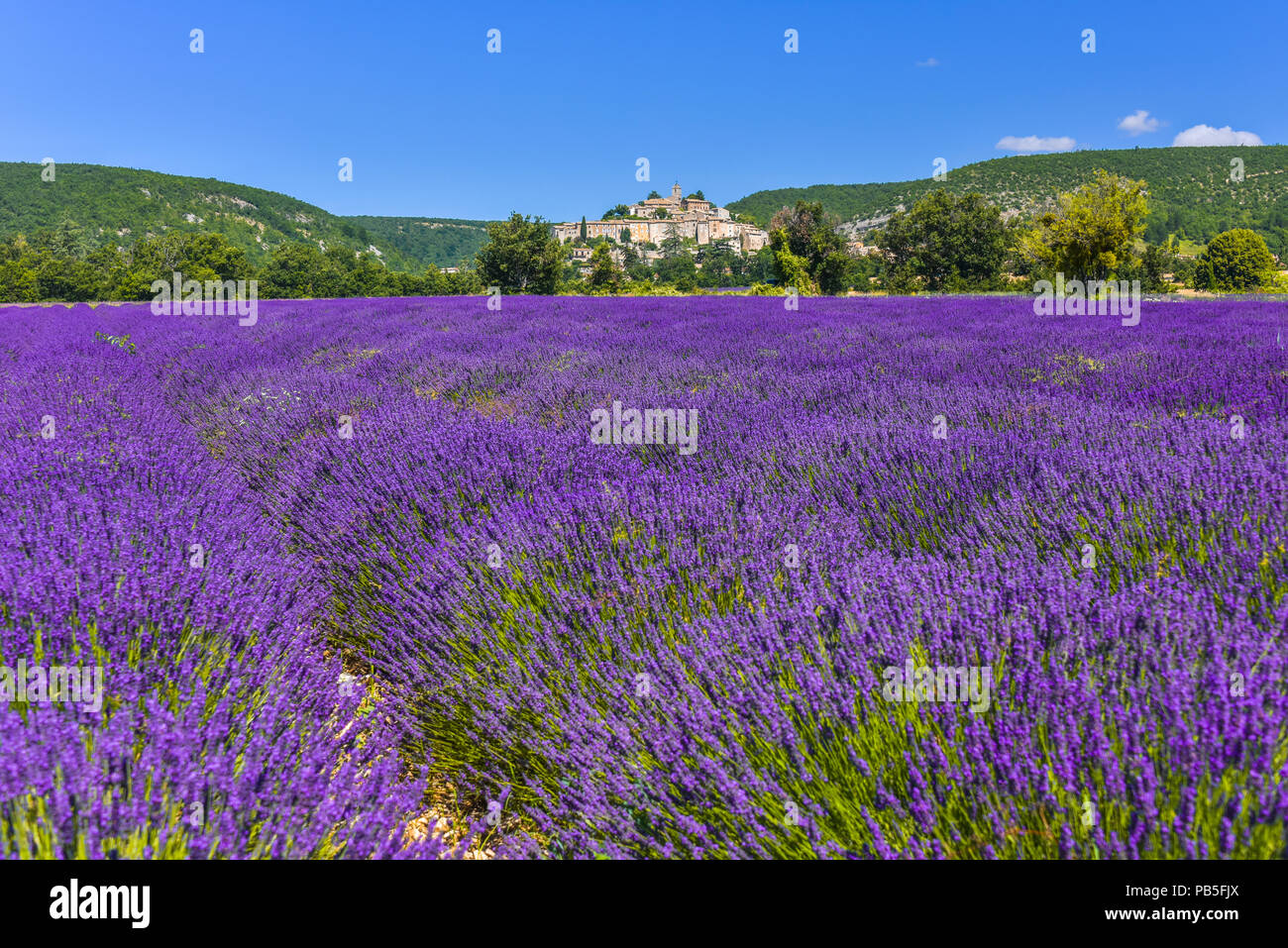 lavender field with village Banon, Provence, France, panorama view ...