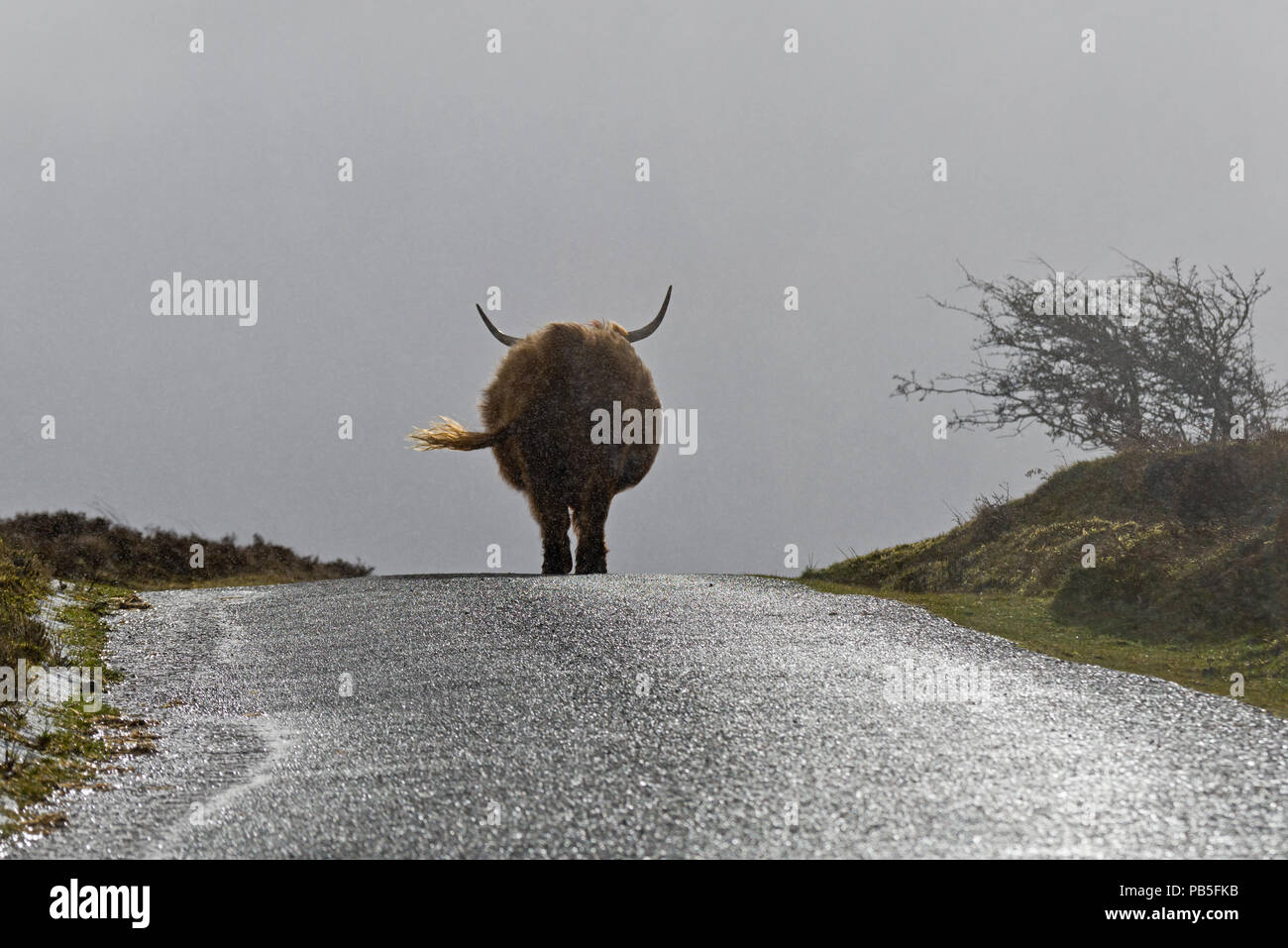 A wintertime view of a Highland Cow walking along the road crossing ...