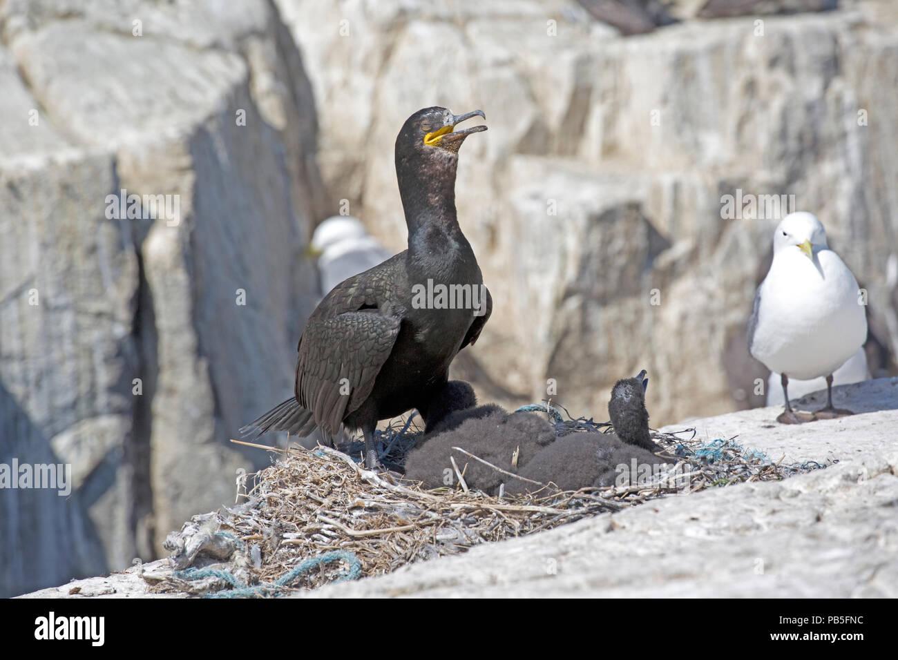 Shag with chicks nesting on rock outcrop Staple Island Farne Island ...