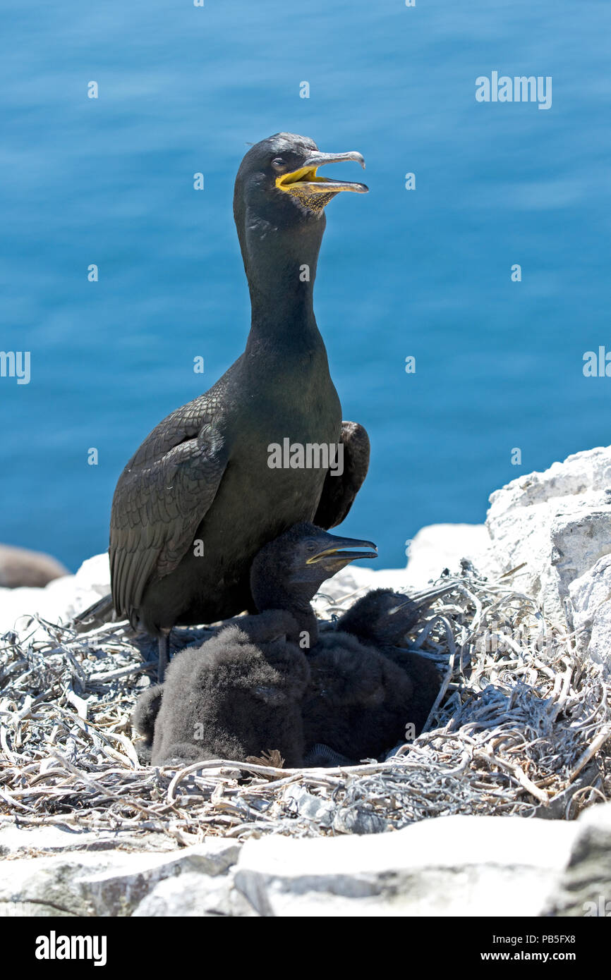 Shag with chicks nesting on rock outcrop Staple Island Farne Island ...