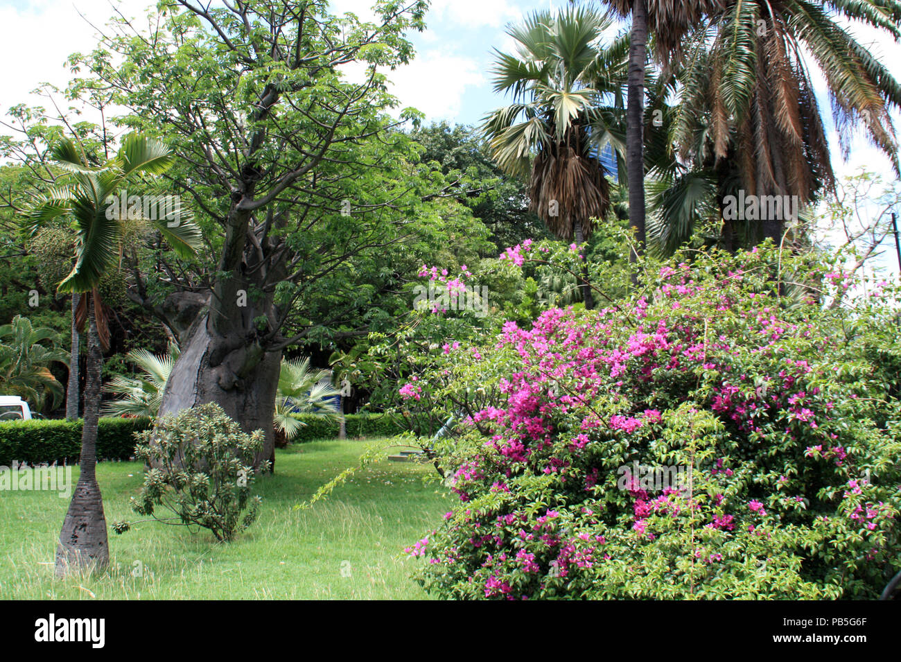 Huge tropical trees and a cannon are located in front of the French ...