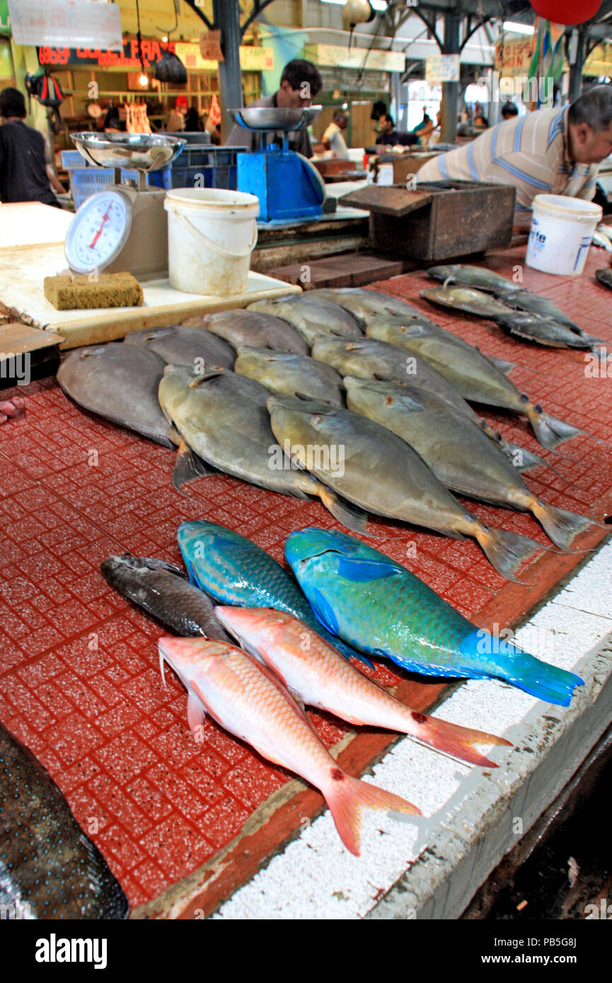 Blue and gray parrotfish on display at a stall in the fish market hall ...