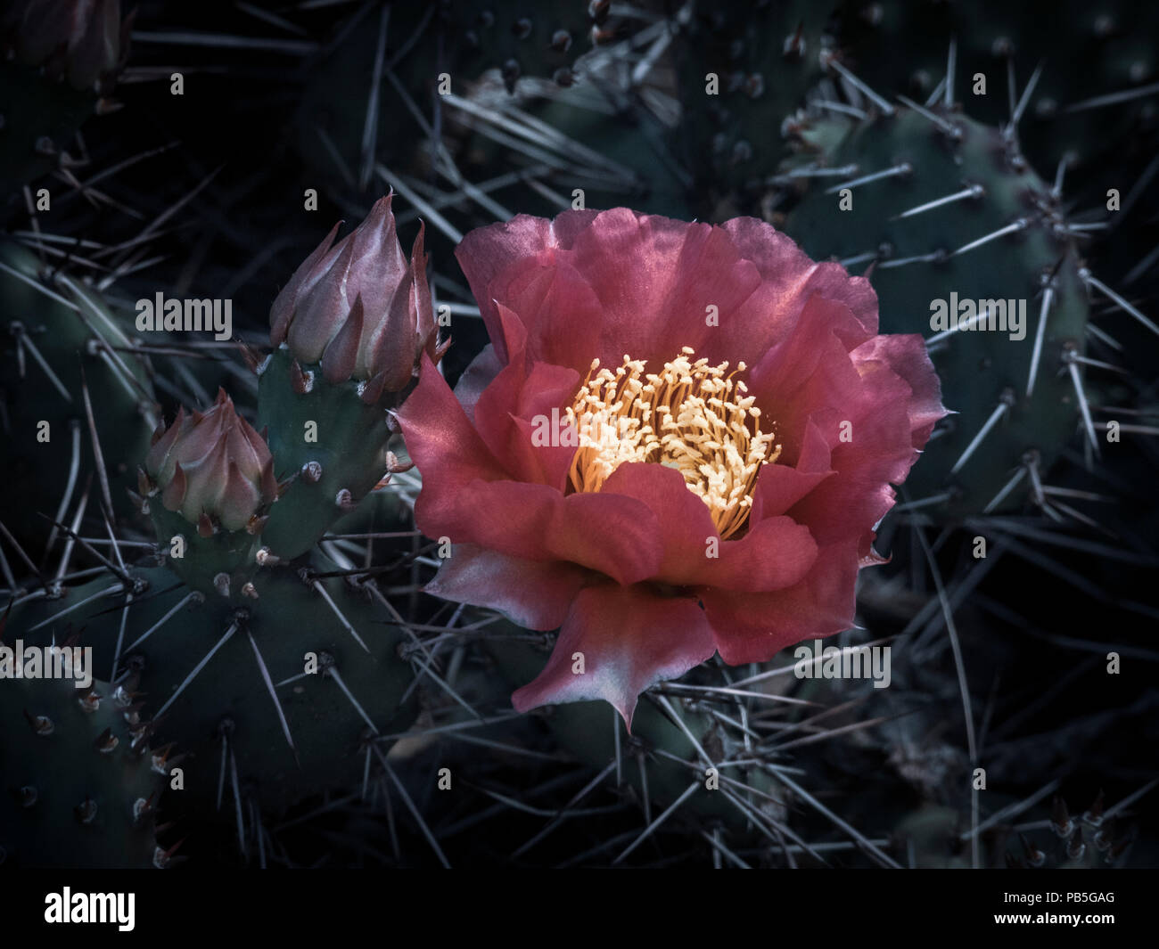 Grizzly bear cactus hi-res stock photography and images - Alamy