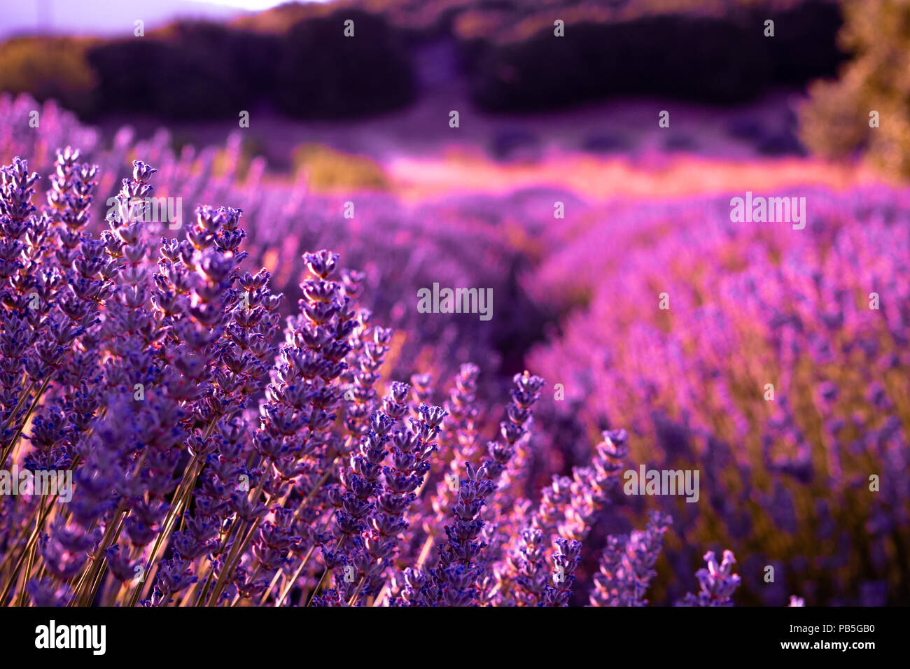 Turkish Lavender Field Stock Photo - Alamy
