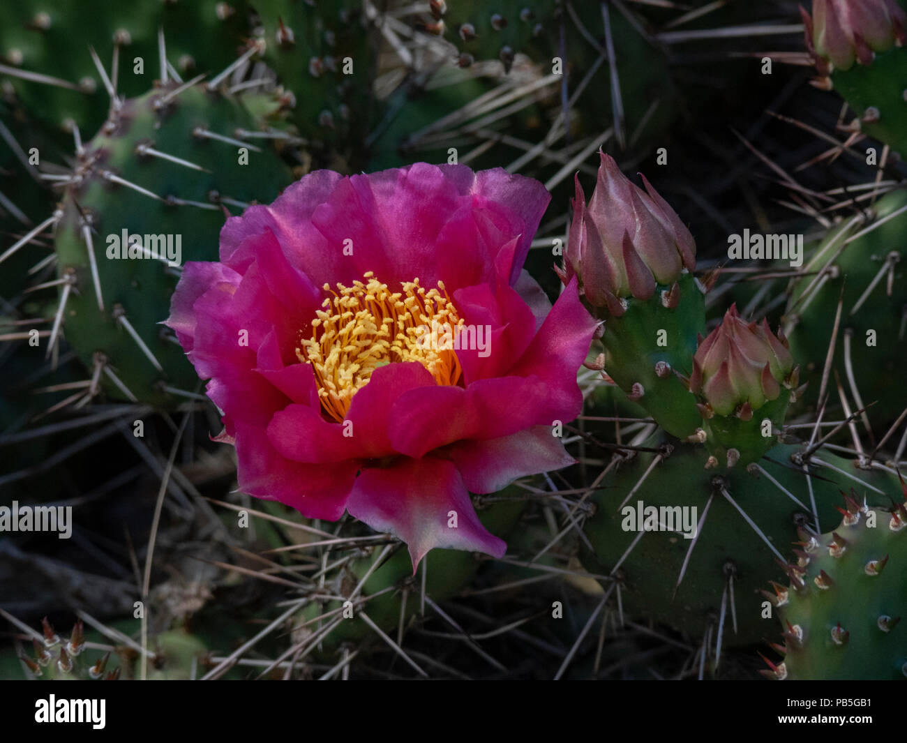 Opuntia polyacantha hi-res stock photography and images - Alamy