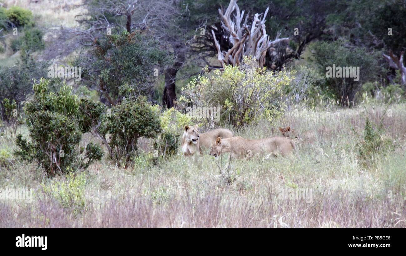 wild living lion in the savanna of kenyan national park Stock Photo - Alamy