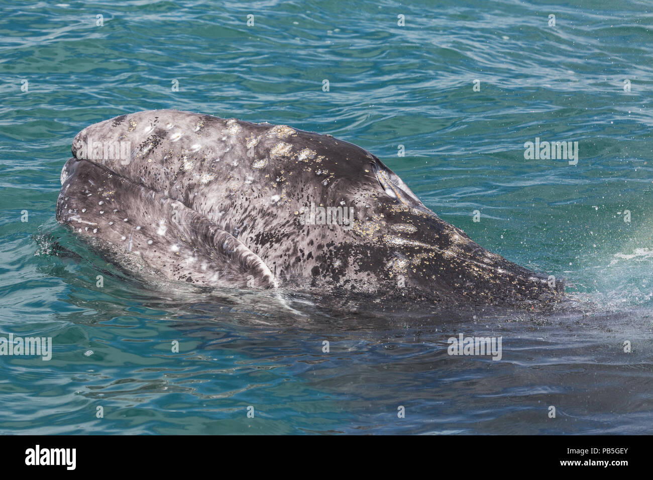 California gray whale calf, Eschritius robustus, surfacing in San ...