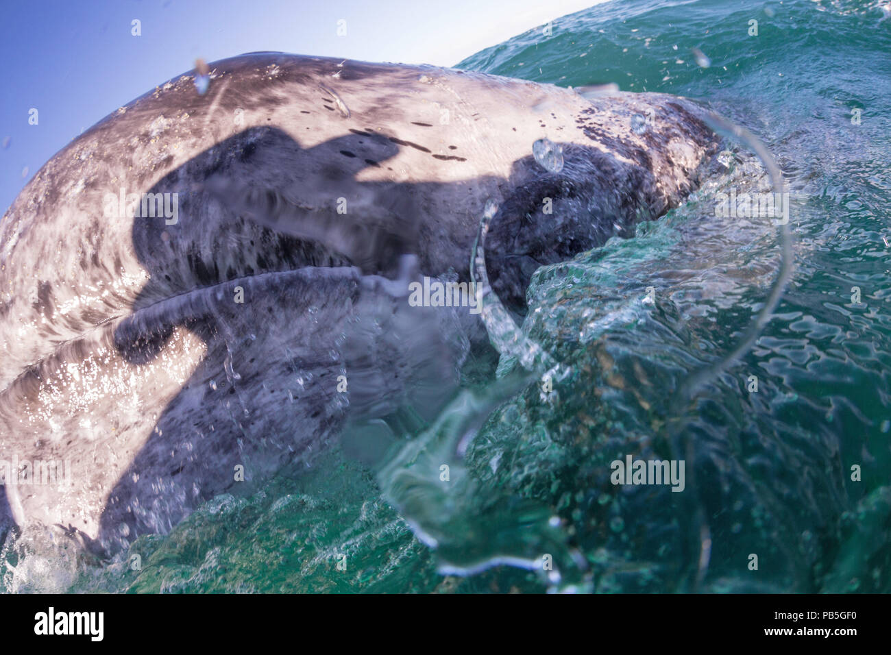 California gray whale calf, Eschritius robustus, surfacing in San ...