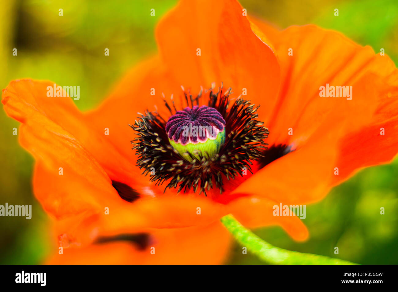 Poppy flowe just before it blooms and then in full bloom Stock Photo ...