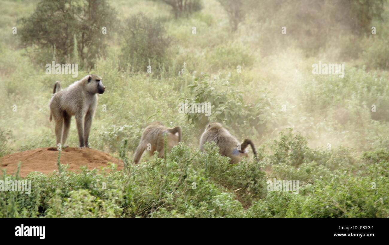 wild living baboon in the savanna of kenyan national park Stock Photo ...