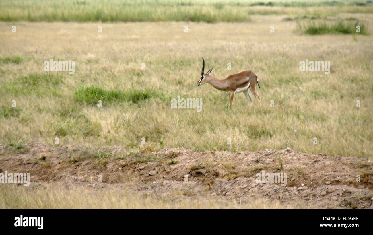 wild living gazelle in the savanna of kenya Stock Photo - Alamy