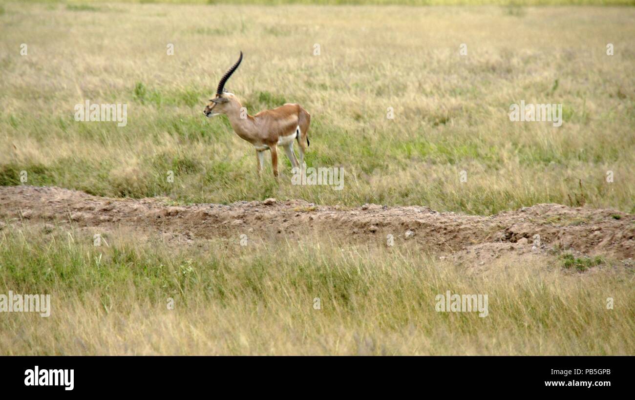 wild living gazelle in the savanna of kenya Stock Photo - Alamy