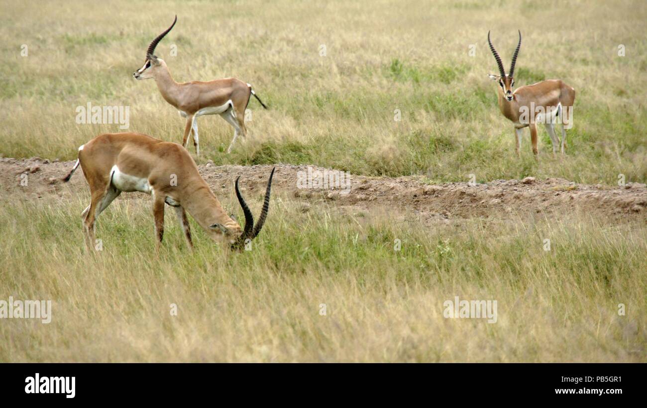 wild living gazelle in the savanna of kenya Stock Photo - Alamy