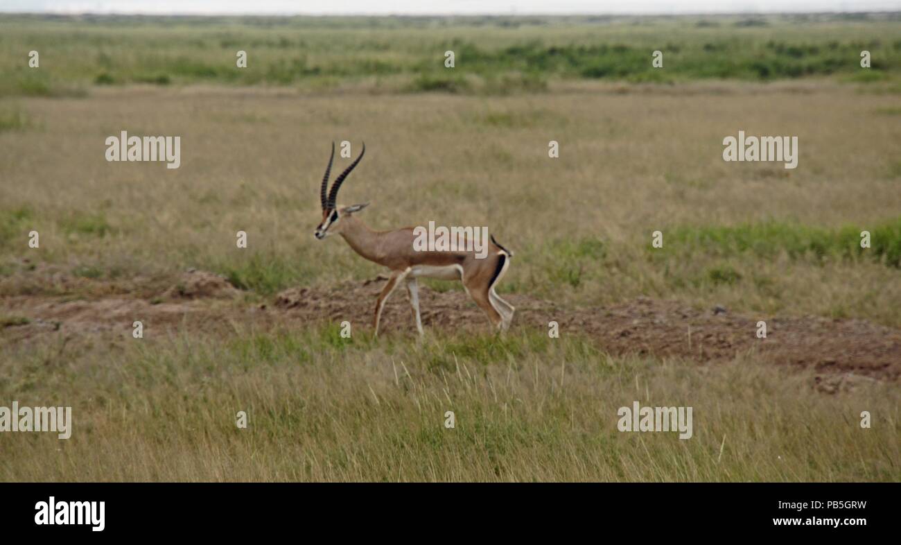wild living gazelle in the savanna of kenya Stock Photo - Alamy