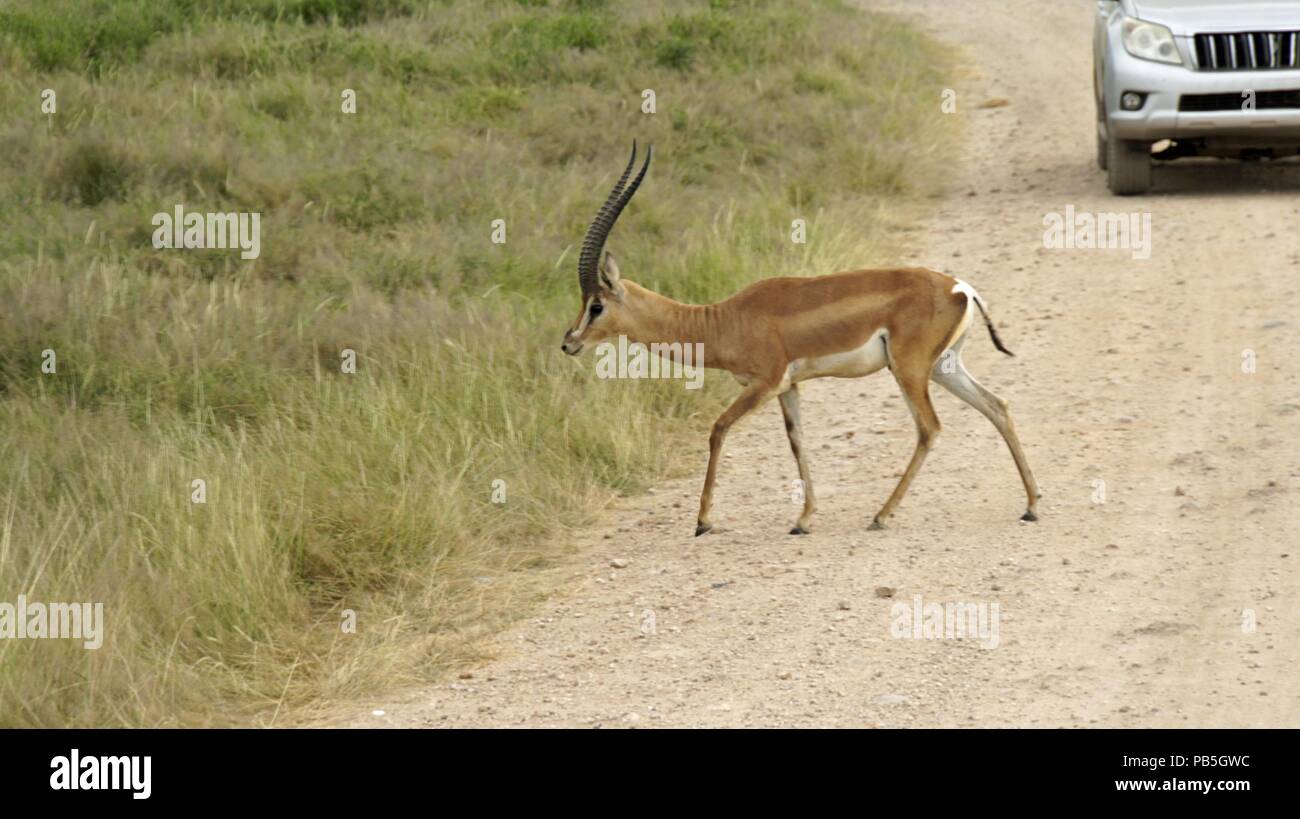 wild living gazelle in the savanna of kenya Stock Photo - Alamy