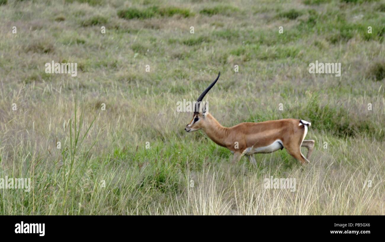 wild living gazelle in the savanna of kenya Stock Photo - Alamy