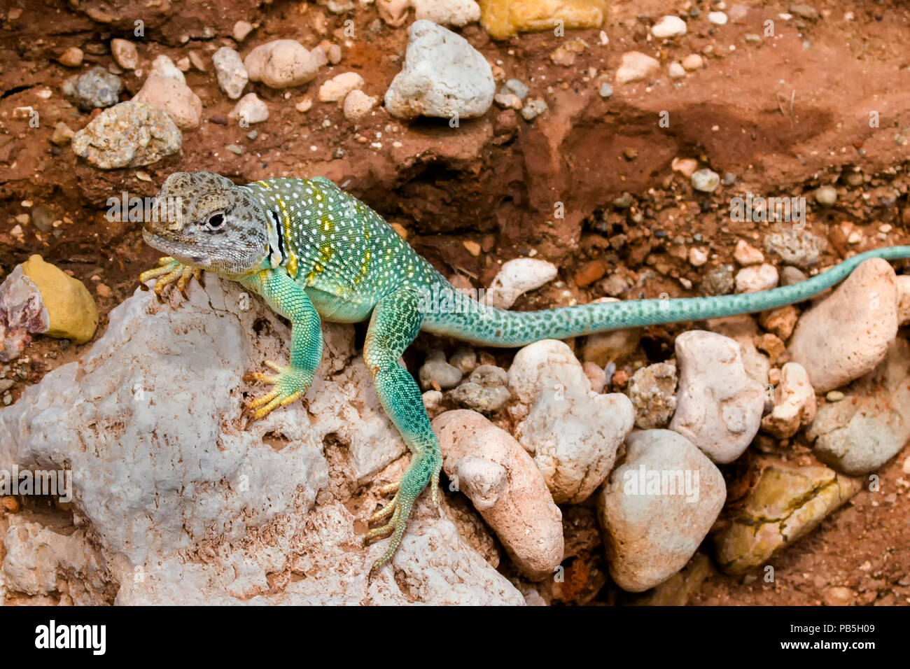 Collared Lizard Basking in the Sun Stock Photo - Alamy