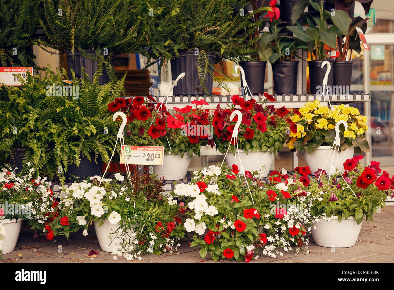 Yellow red white flowers with green leaves in pots near in front of ...