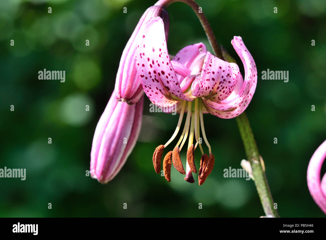 Sultan plants hi-res stock photography and images - Alamy