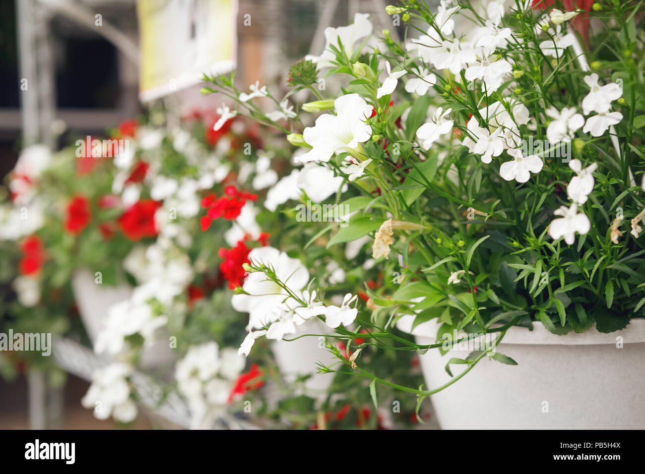 Yellow red white flowers with green leaves in pots near in front of ...