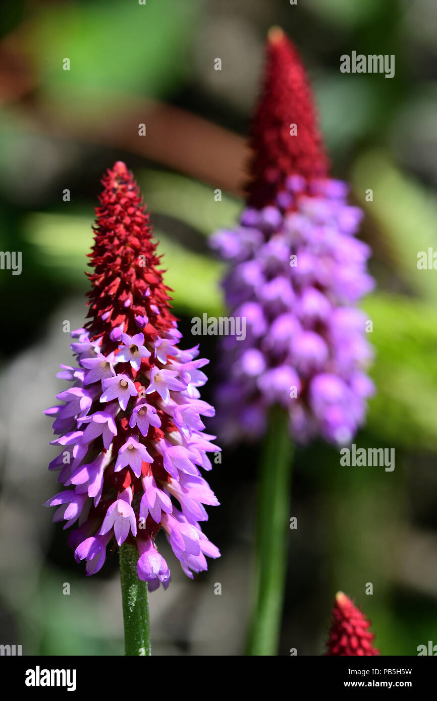 Vials Primrose High Resolution Stock Photography and Images - Alamy