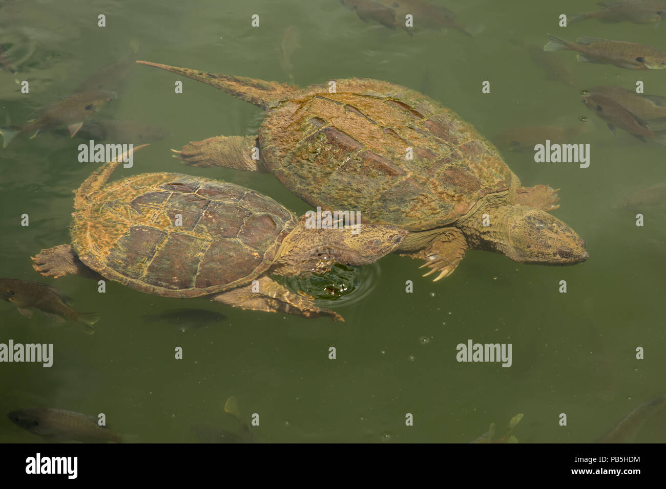 Snapping turtles in pond hi-res stock photography and images - Alamy