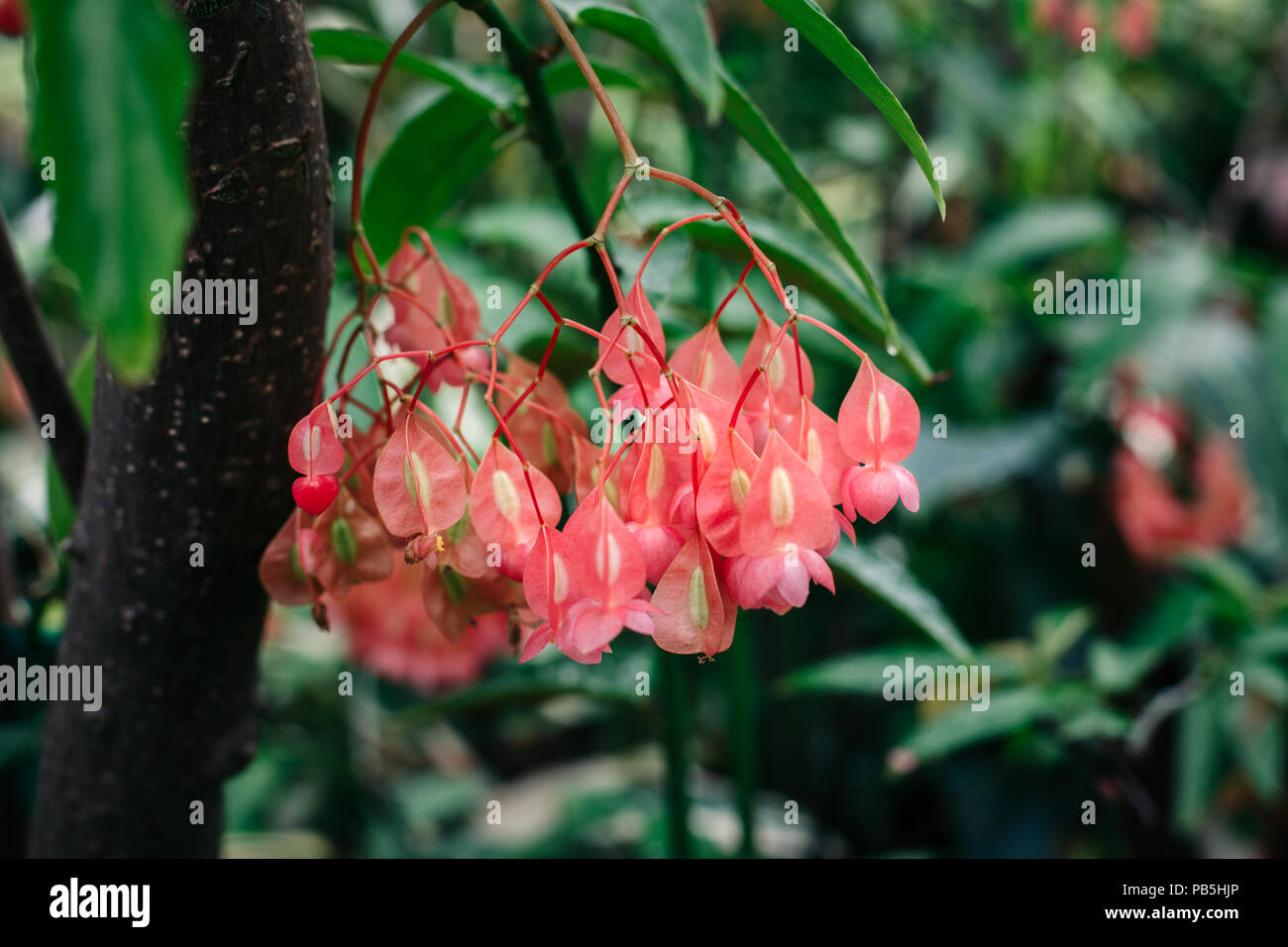 Begonia Tree High Resolution Stock Photography and Images - Alamy